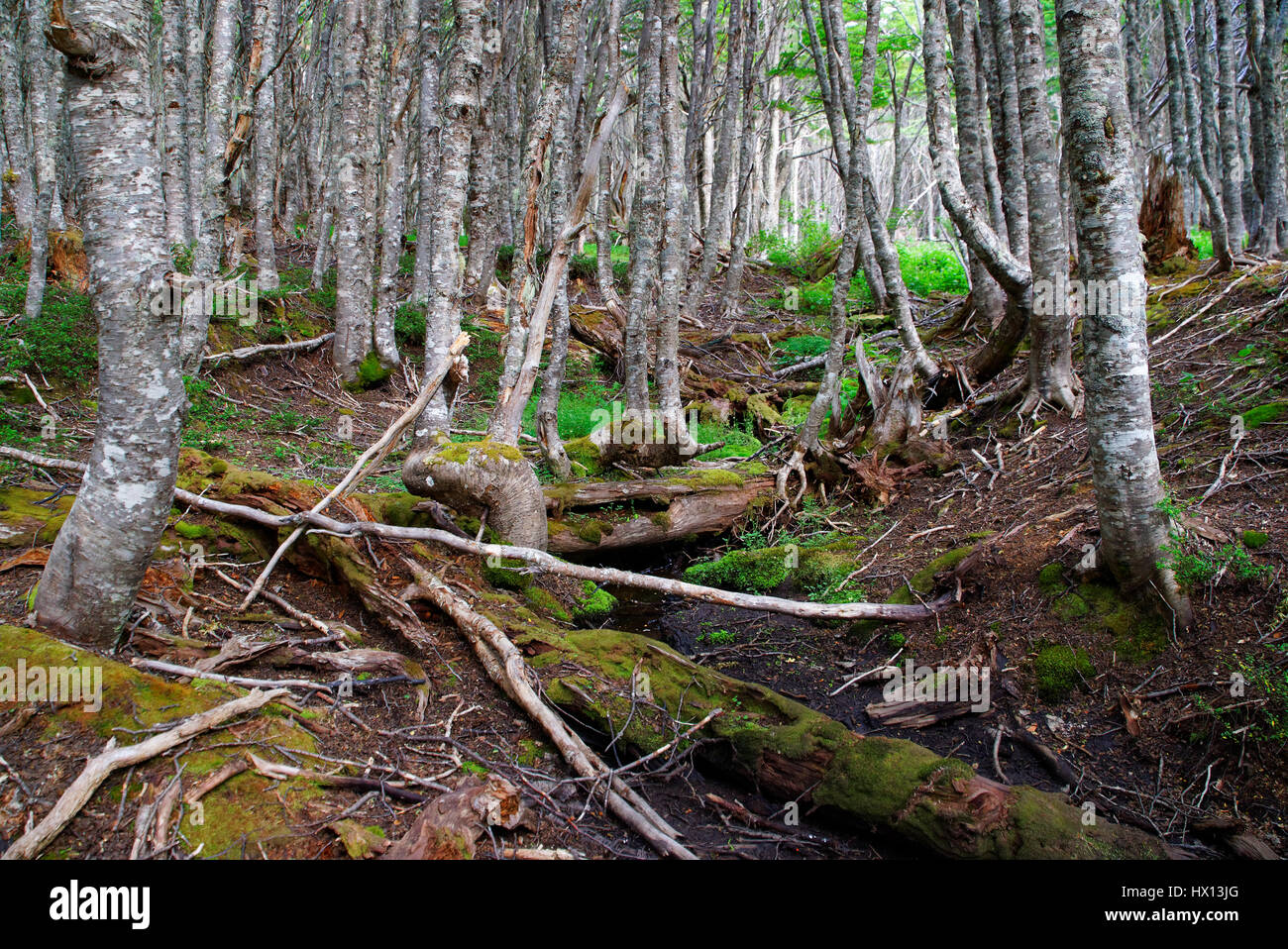 Chile forest hi-res stock photography and images - Alamy
