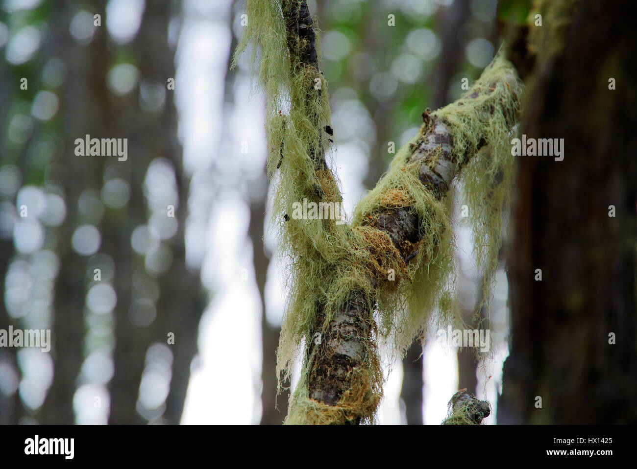 Chile forest hi-res stock photography and images - Alamy