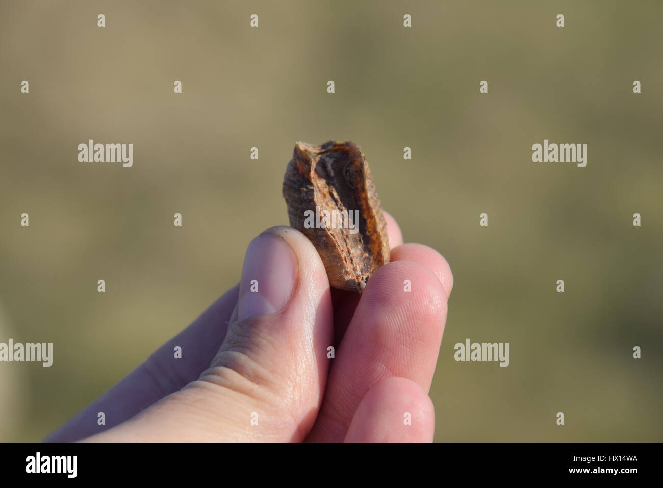 Pile of mantis in the human hand. Inspection ootheca. The eggs of the ...