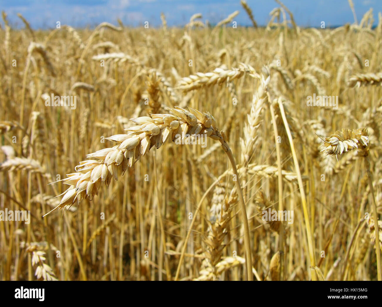 Field of wheat Stock Photo - Alamy