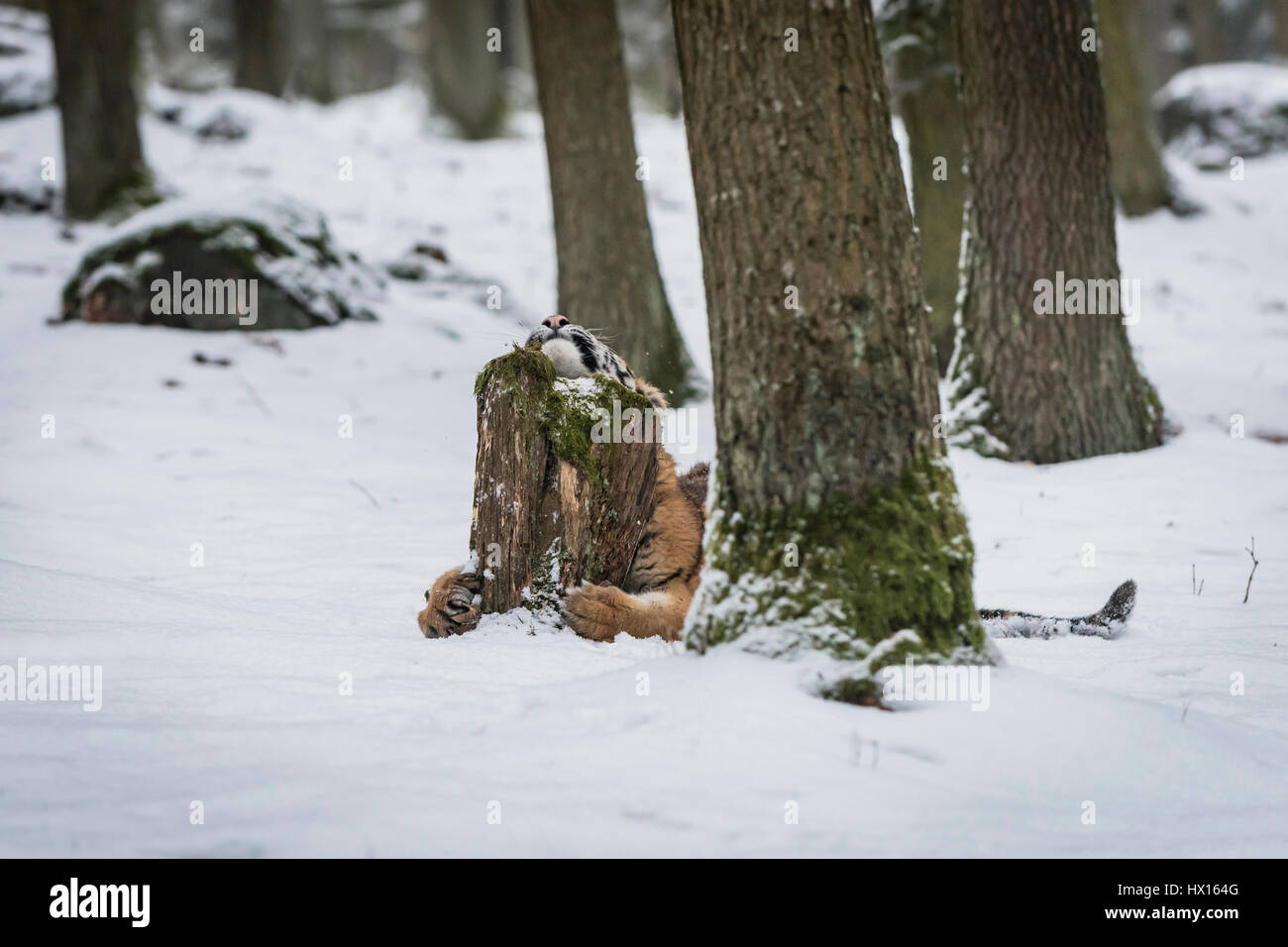 Young Siberian tiger scratching at tree stump in snow Stock Photo - Alamy
