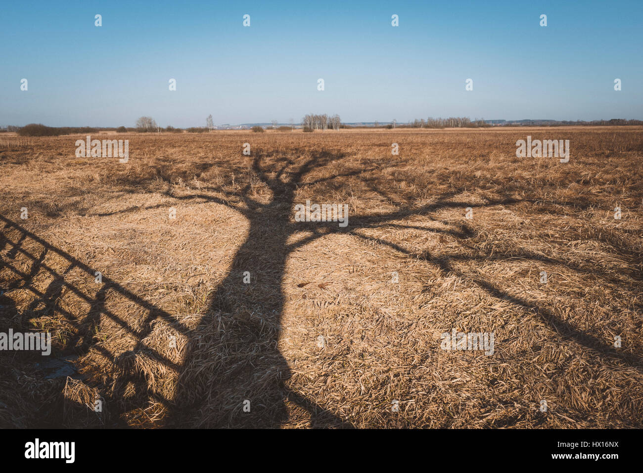 Shadow of tree on moor at lake hi-res stock photography and images - Alamy