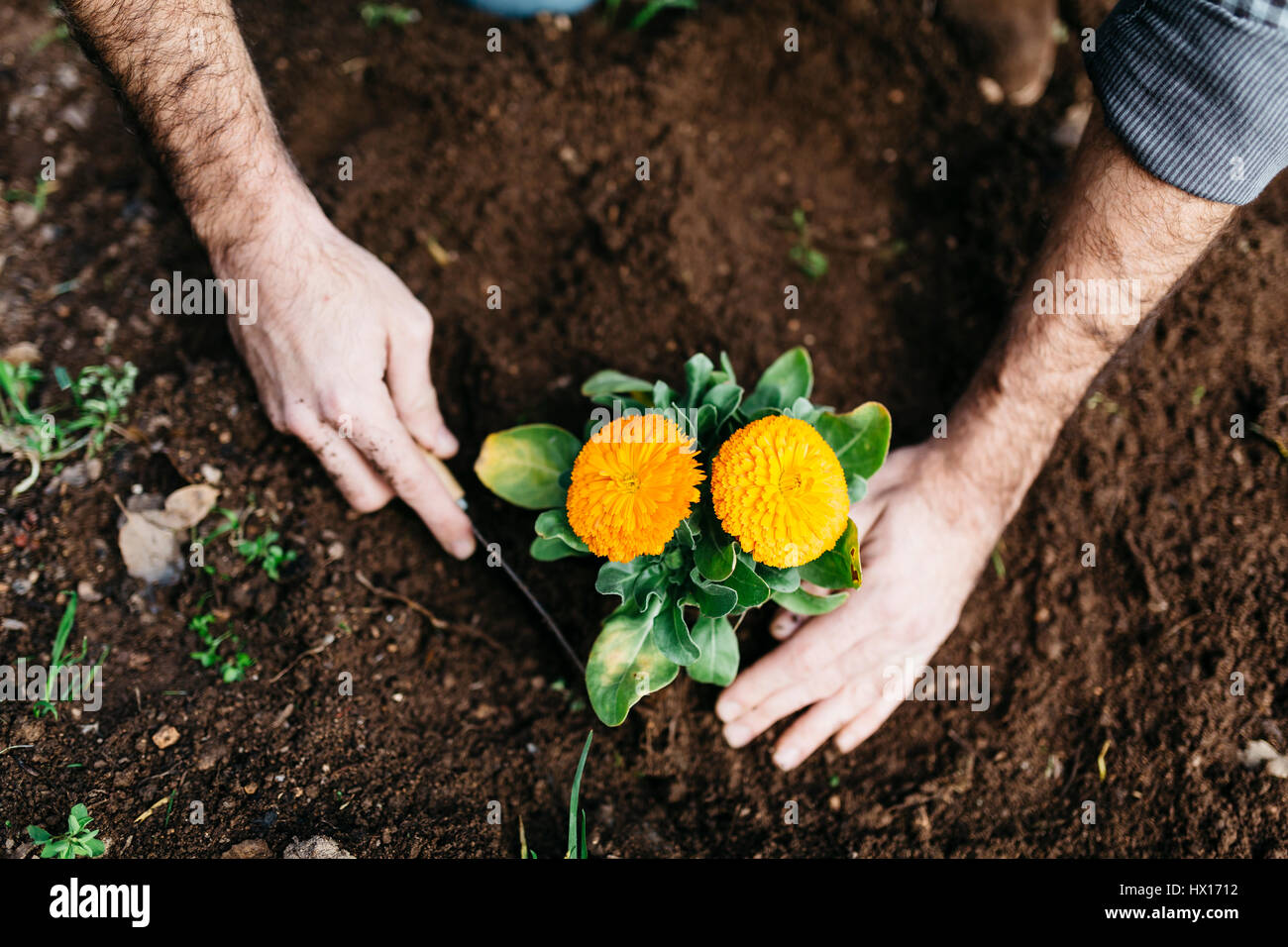 Man planting flowers in his garden Stock Photo - Alamy