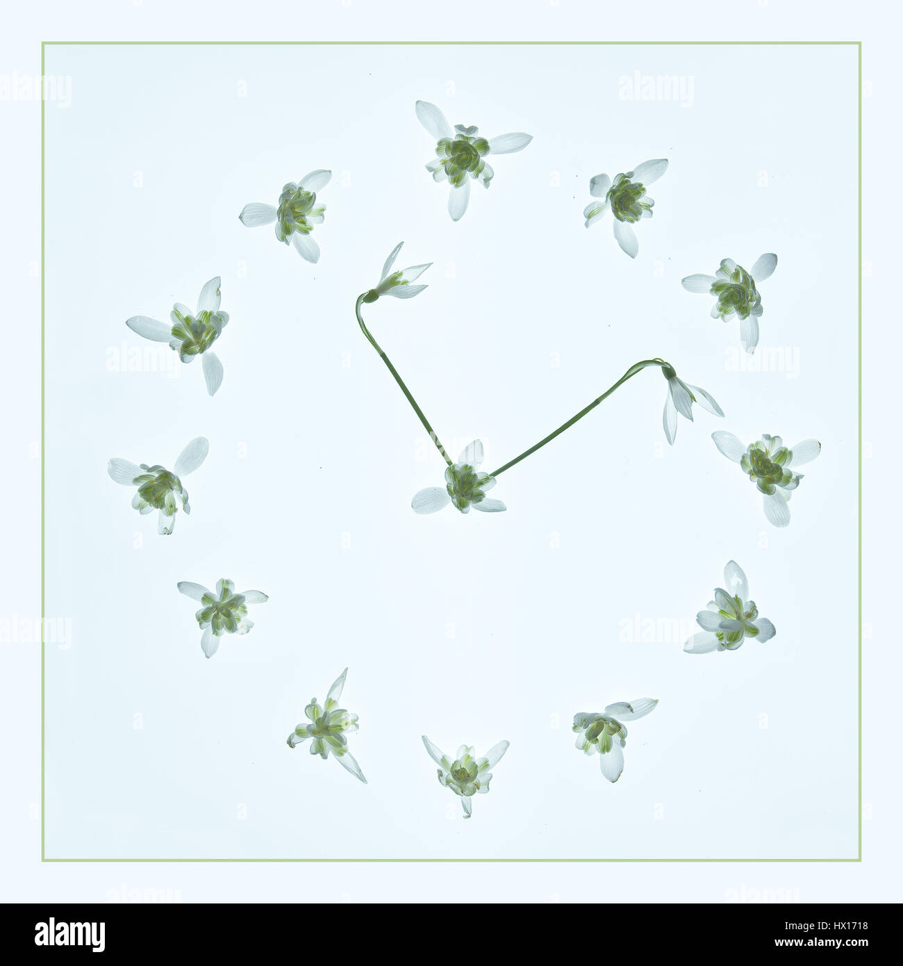 Unusual snowdrop High Resolution Stock Photography and Images - Alamy