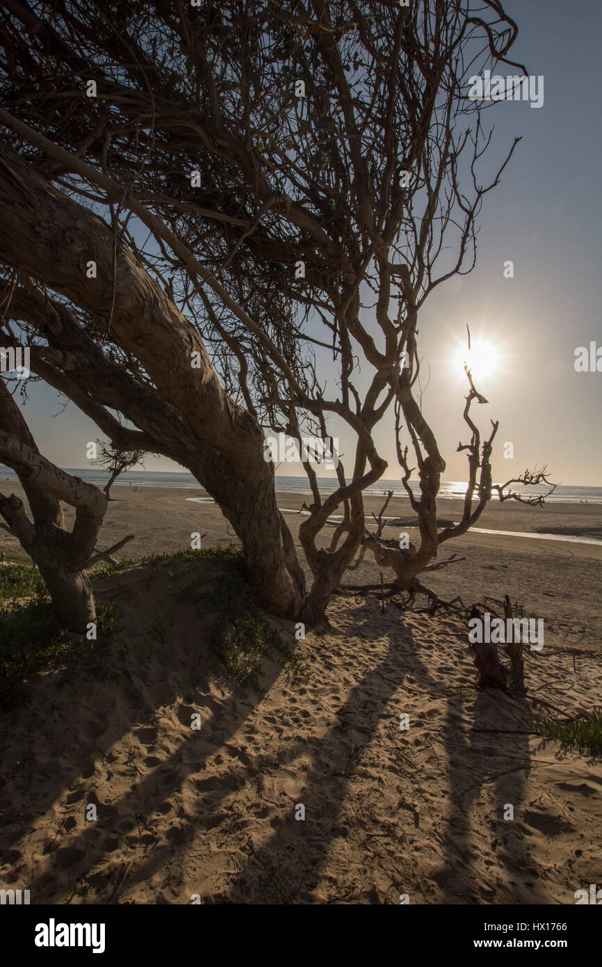 USA, California, dead tree on Pismo Beach at sunset Stock Photo - Alamy