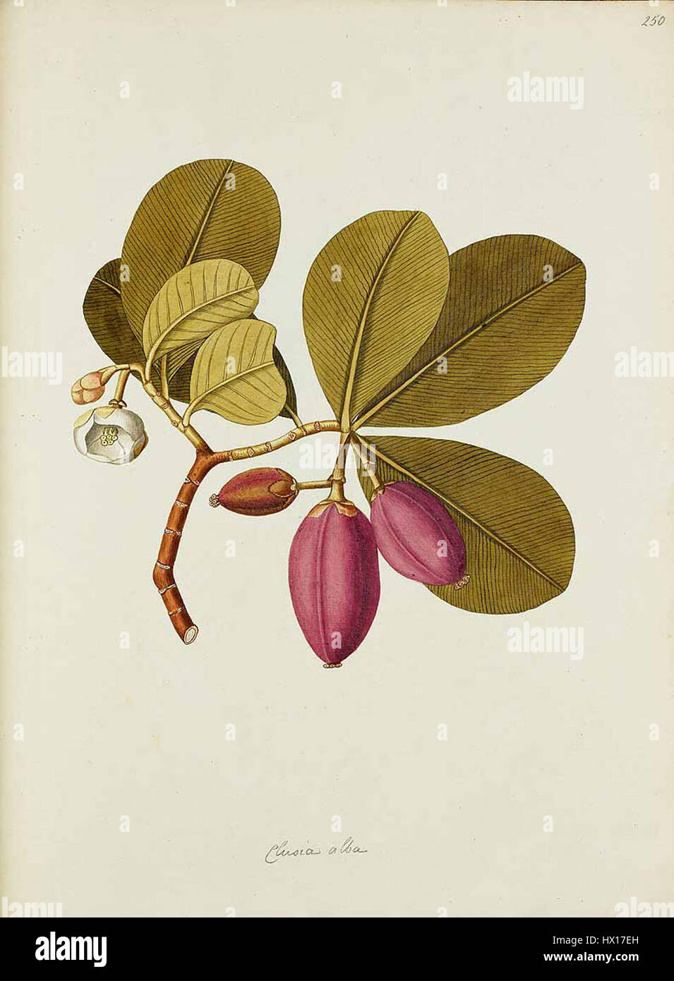 Clusia major, commonly known as the autographed tree, is a species of ...