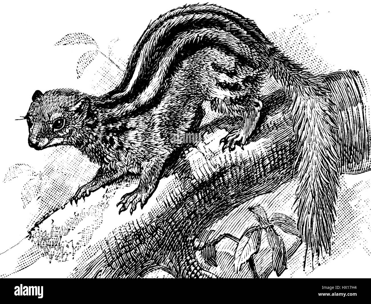 Madagascar animal mammal Black and White Stock Photos & Images - Alamy