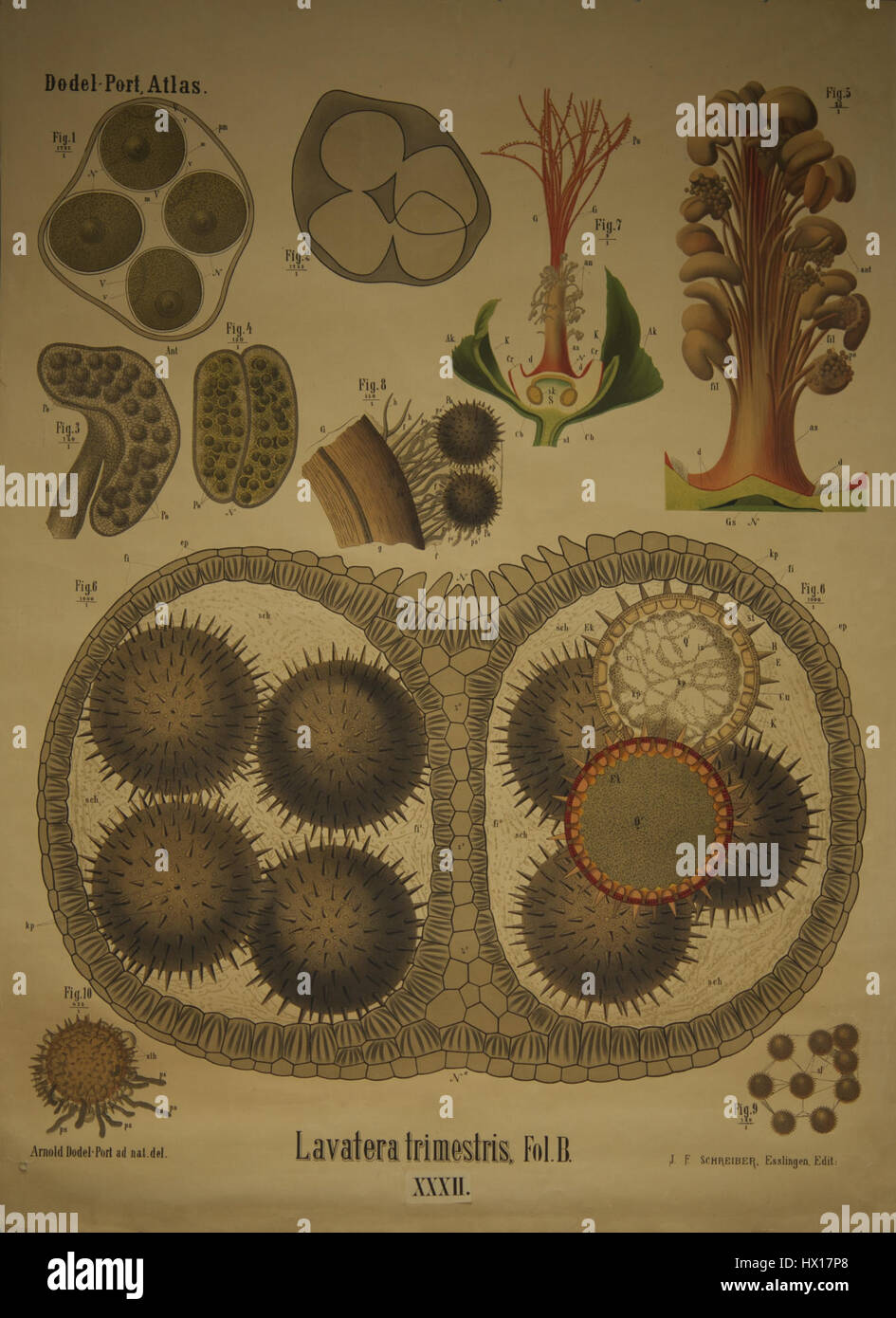 The 'Port Atlas' by Dodel features a botanical illustration of Lavatera ...