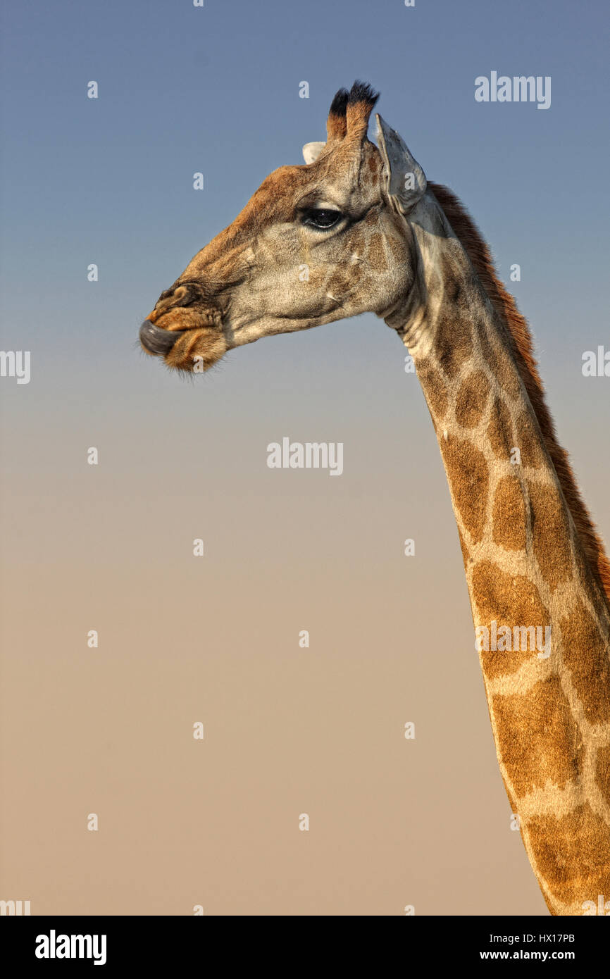 Portrait of a giraffe Stock Photo - Alamy