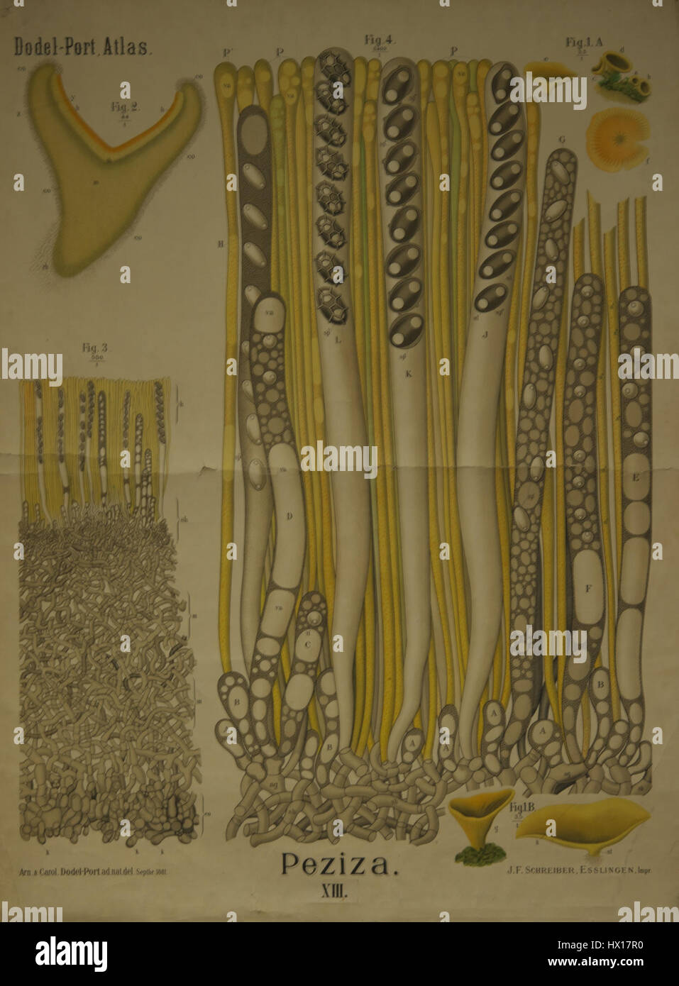 The 'Dodel Port Atlas Peziza XIII' is a detailed botanical illustration ...