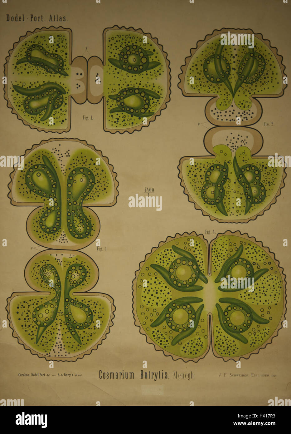 Cosmarium Botrytis High Resolution Stock Photography and Images - Alamy