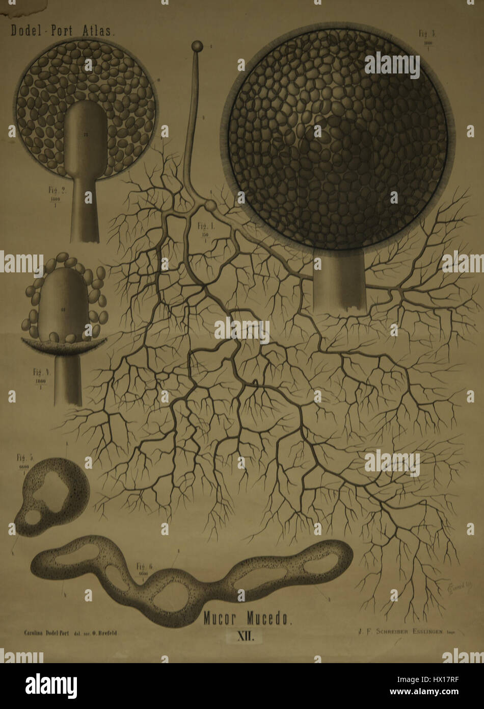 Mucor mucedo hi-res stock photography and images - Alamy