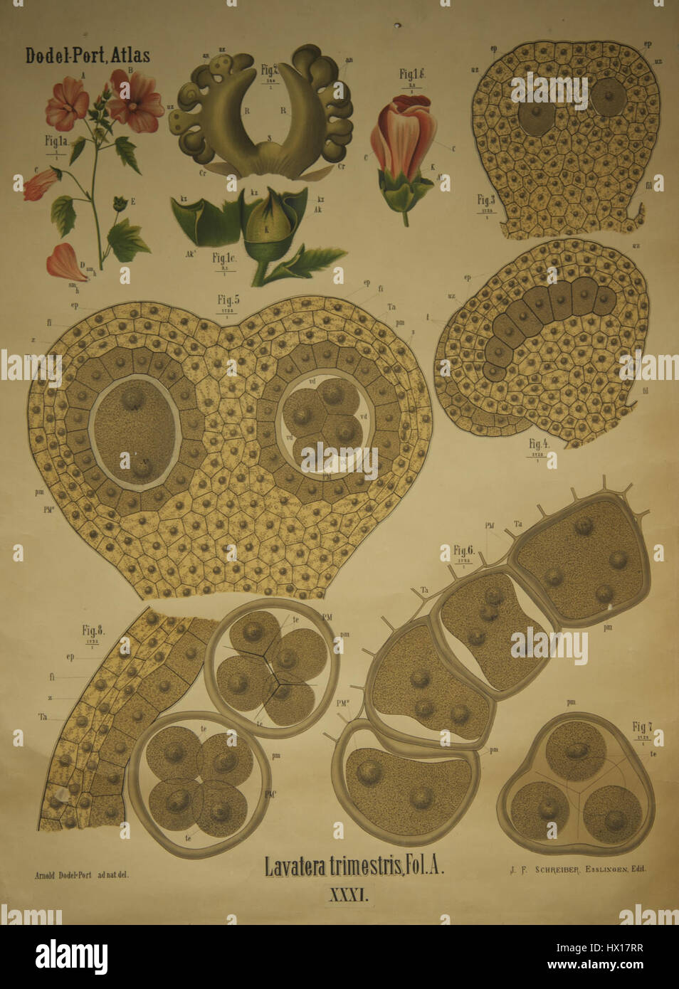 This botanical illustration by Dodel Port features 'Lavatera trimestris ...