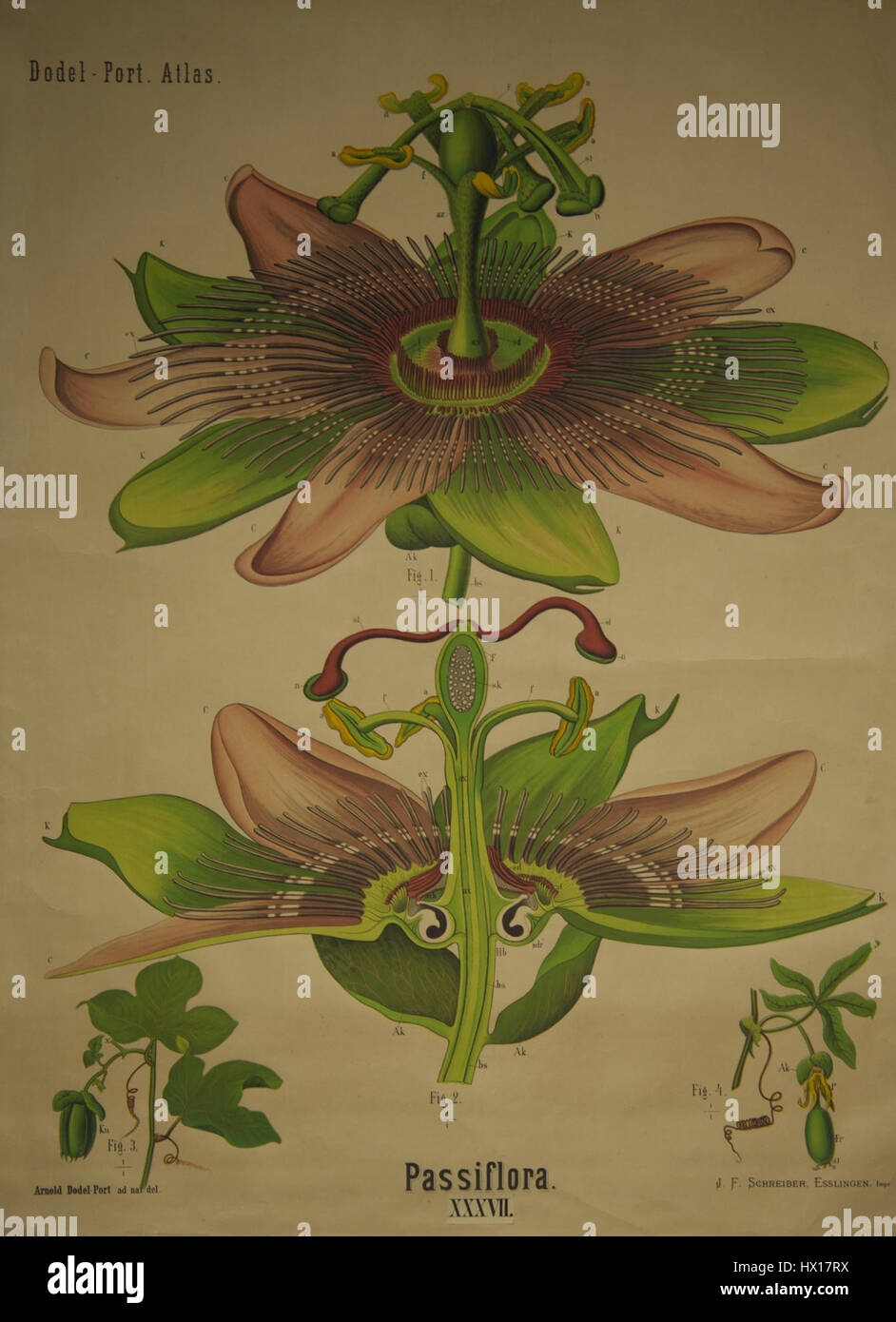 *Dodel Port Atlas Passiflora XXXVII* is an illustration of the *Passiflora* species, a genus of ...