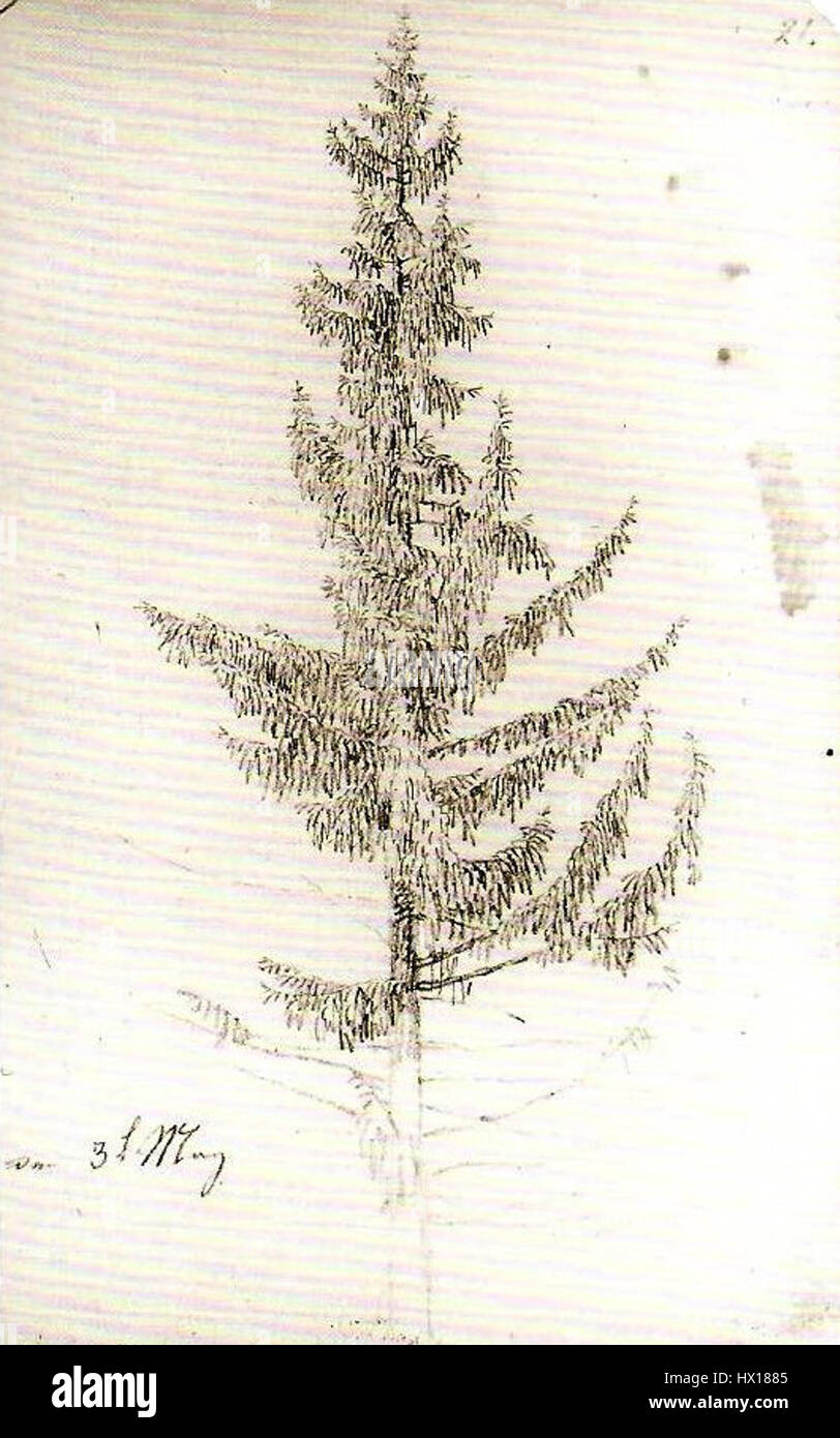 Natural tree form hi-res stock photography and images - Alamy