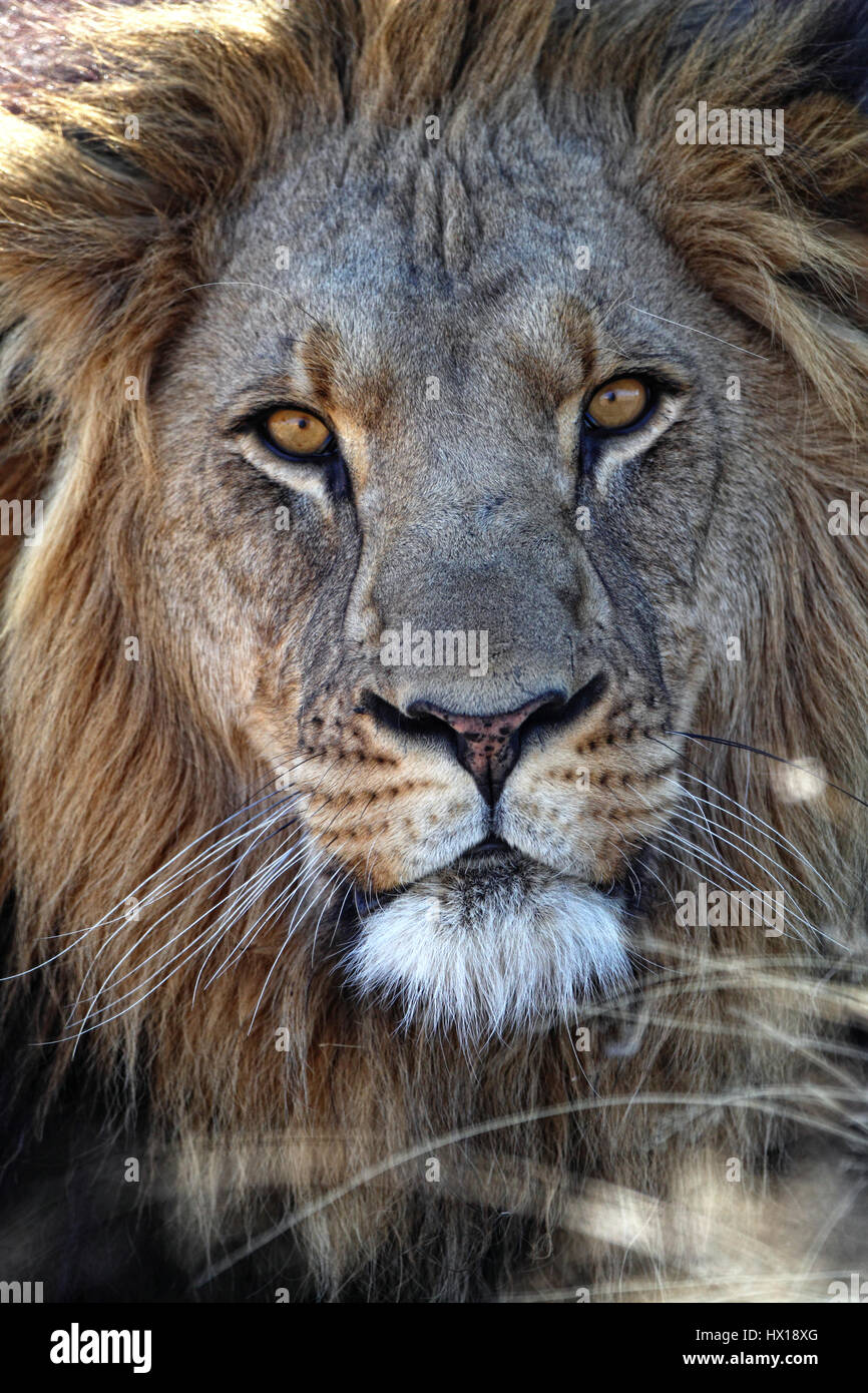 Portrait of a lion Stock Photo - Alamy