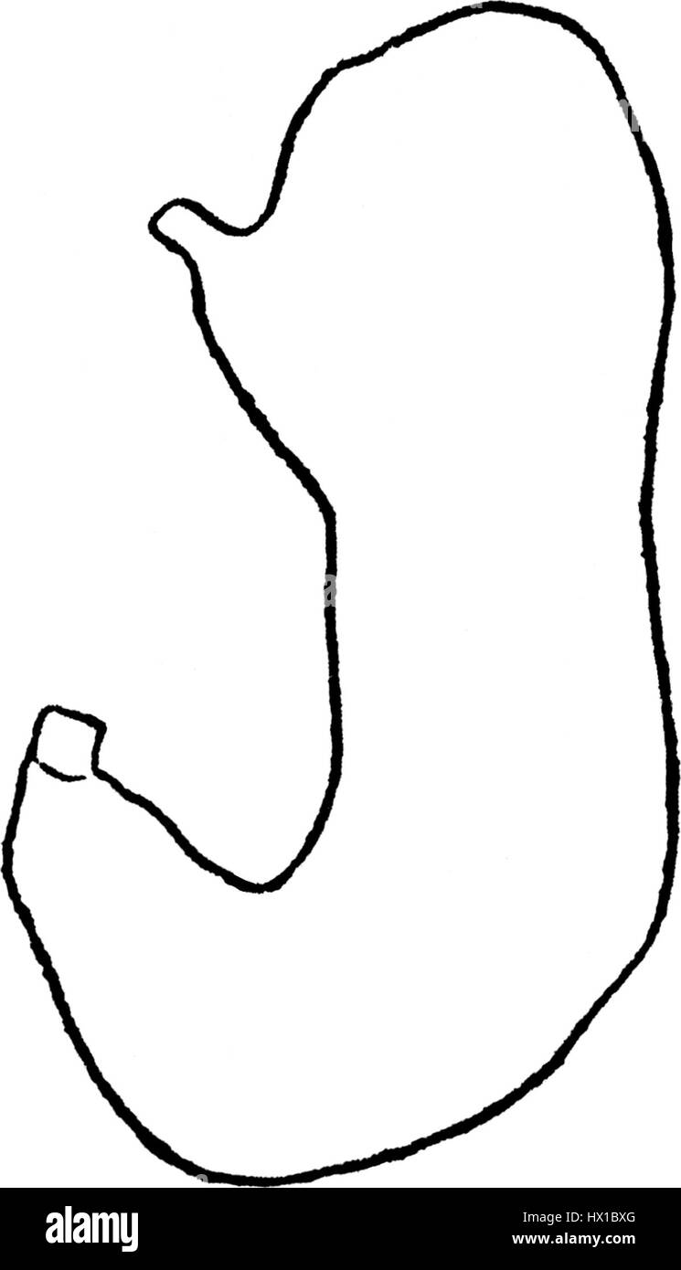 This image, taken from 'EstomacCorset', illustrates a historical ...