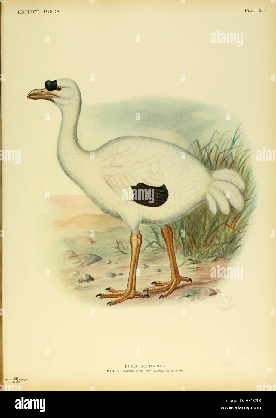 The Didus solitarius, also known as the Rodrigues solitaire, was a ...