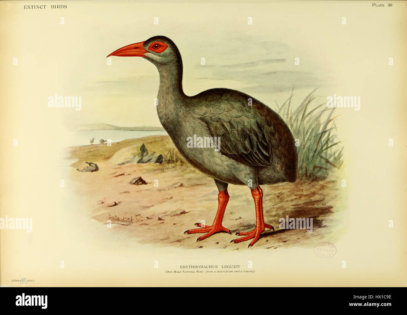 This illustration from 'Extinct Birds 1907' depicts Erythromachus ...
