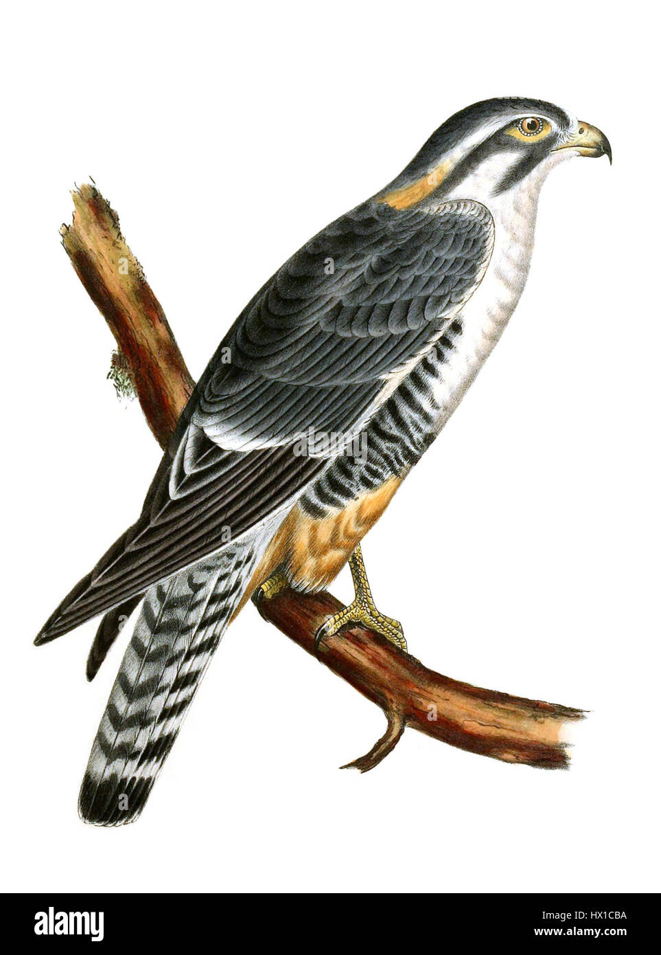 Falcon habitats hi-res stock photography and images - Alamy