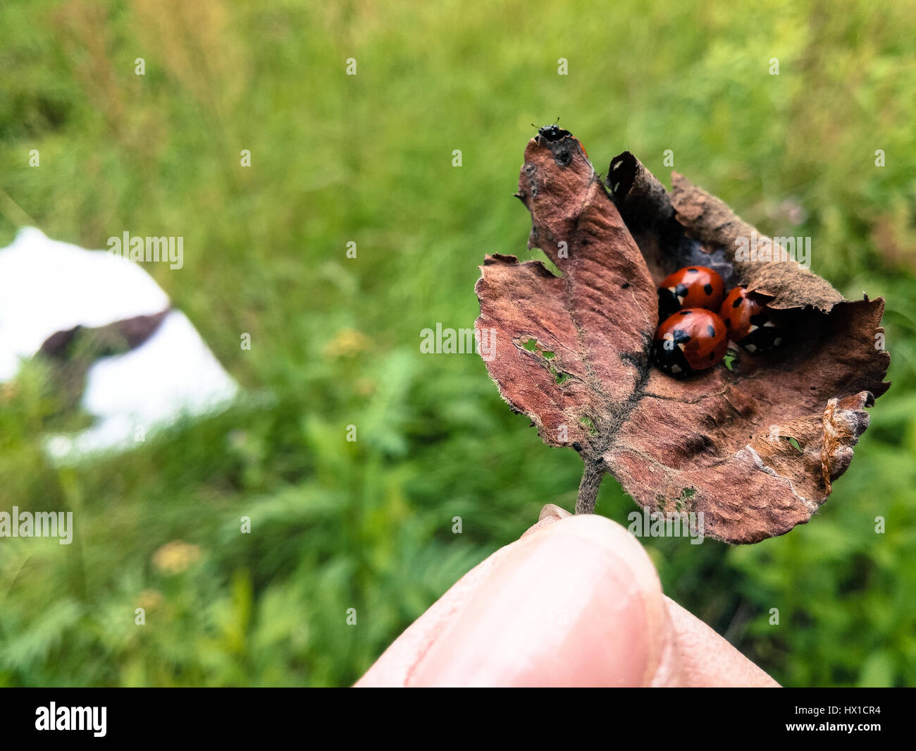 A close-up of three ladybugs hiding inside of the withered leaf Stock ...
