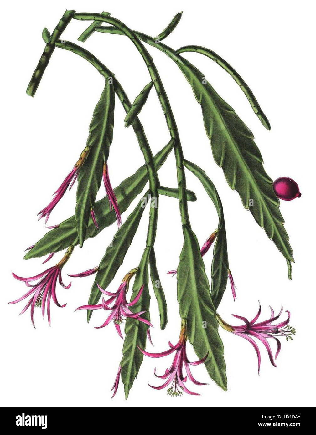 Disocactus biformis, also known as Phyllocactus biformis, is a species ...