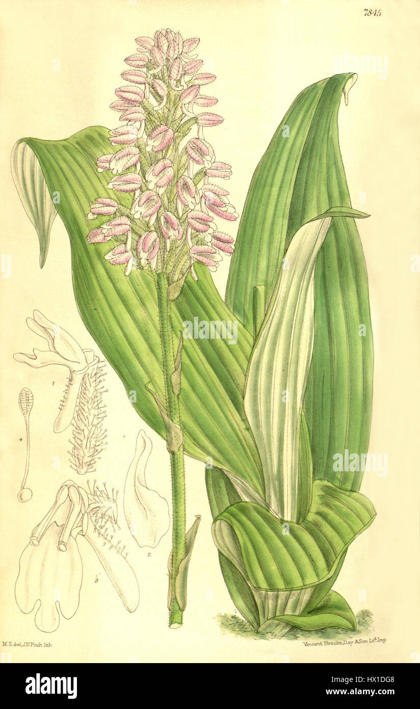 Species unique botanical features hi-res stock photography and images ...