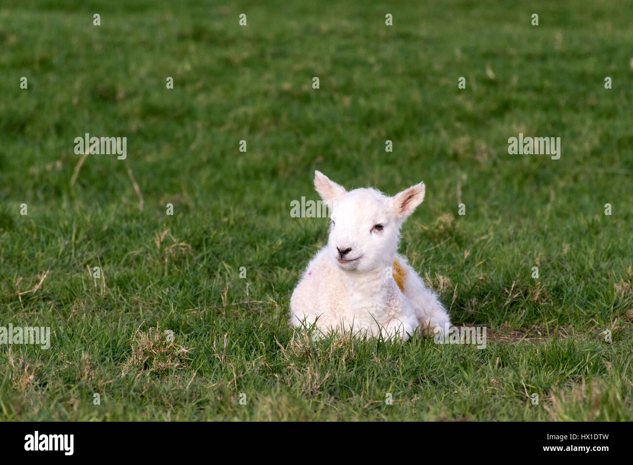 Baby lamb lying down hi-res stock photography and images - Alamy