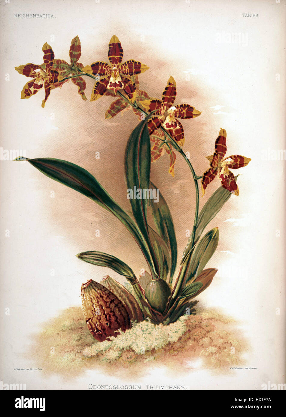 Frederick Sander's 'Reichenbachia II Plate 86' from 1890 depicts the ...