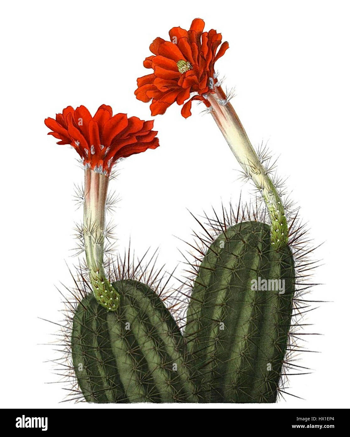 The 'Echinocereus polyacanthus acifer' is a variety of cactus known for ...