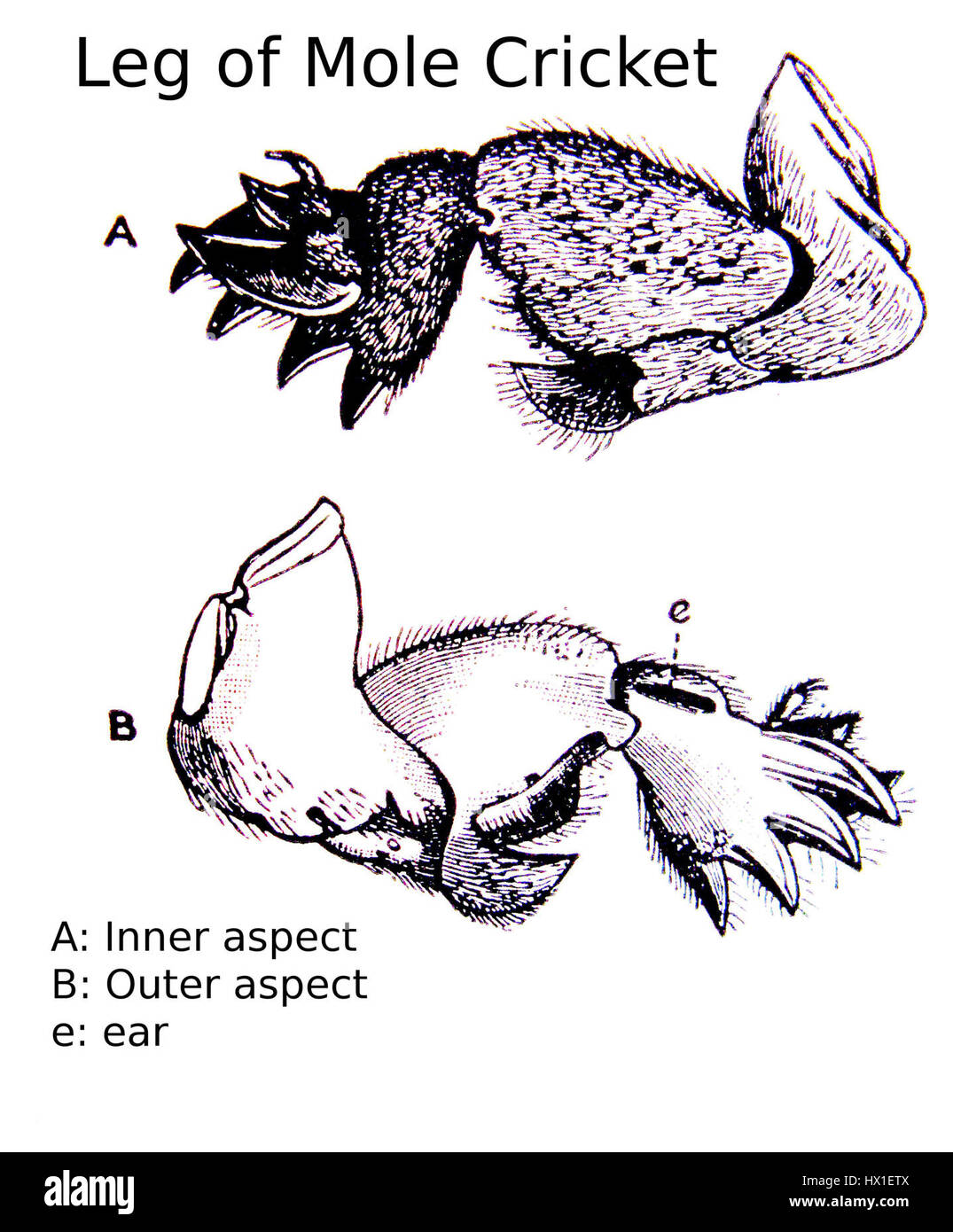 Cricket drawing Cut Out Stock Images & Pictures - Alamy