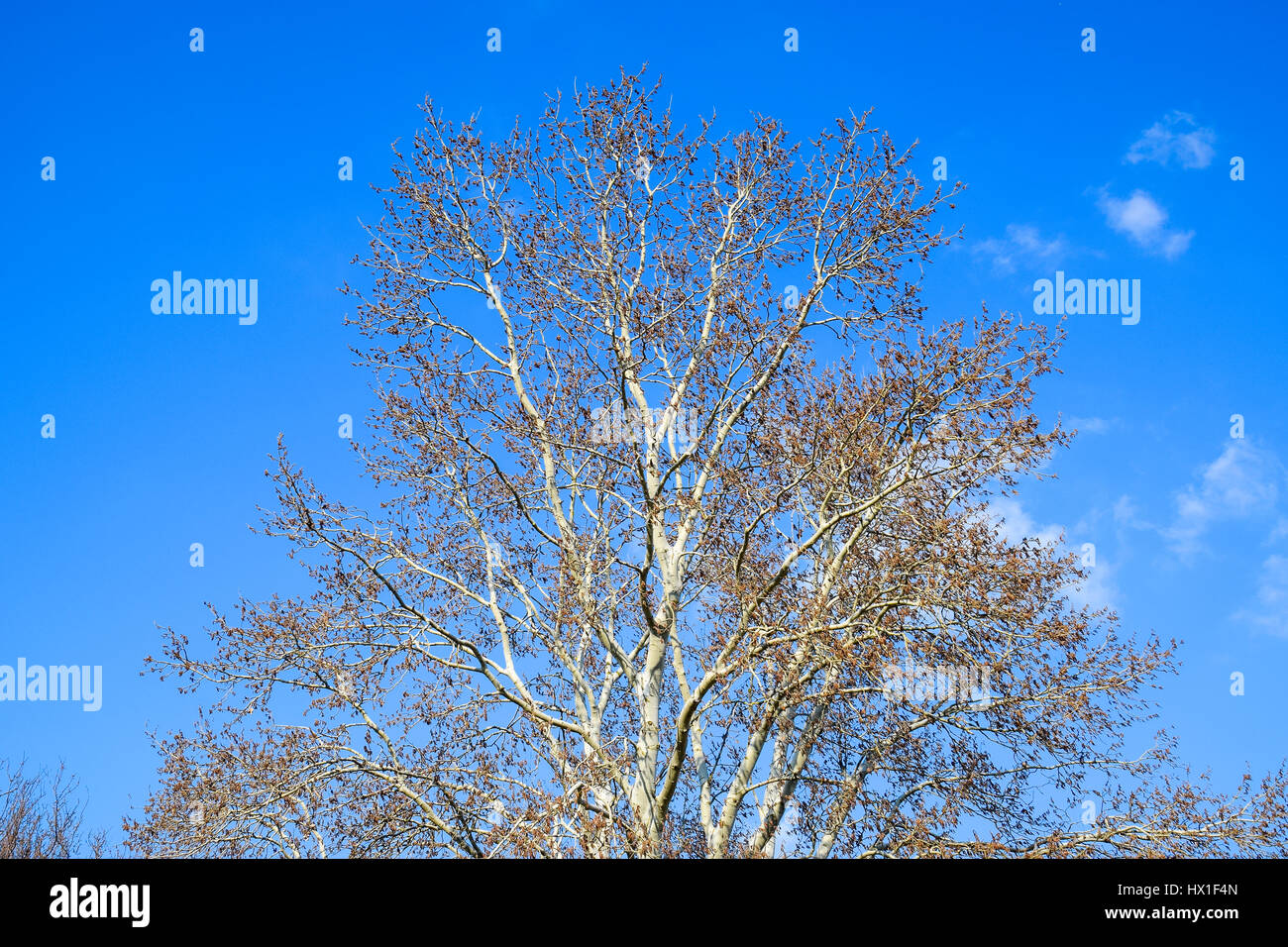 Teigler hi-res stock photography and images - Alamy