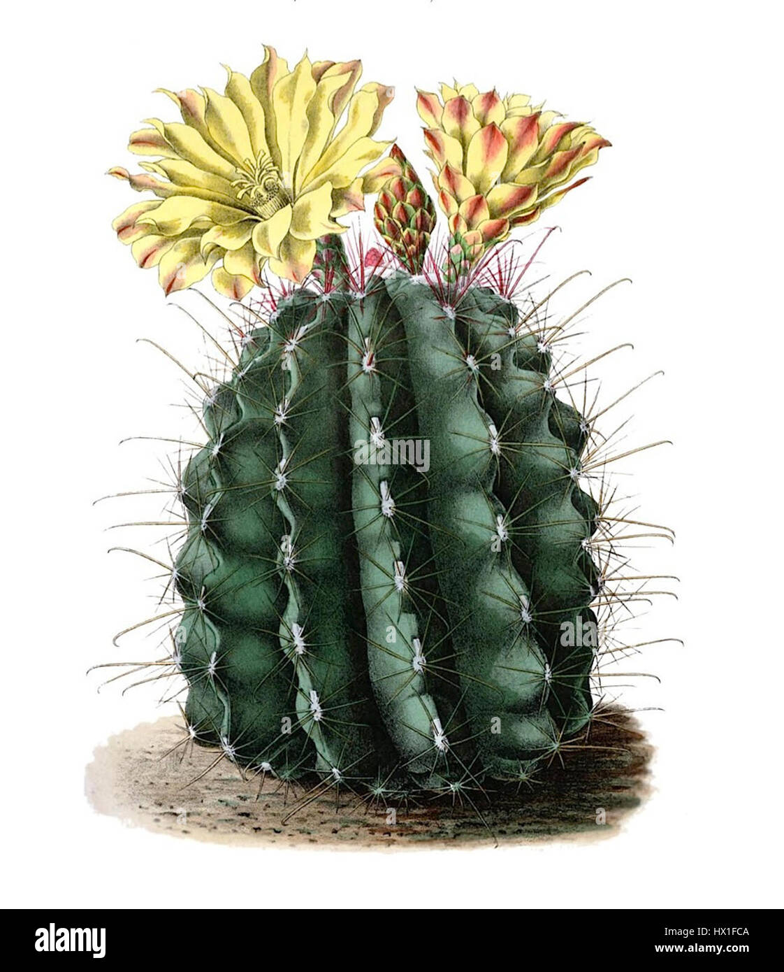 Ferocactus hamatacanthus subsp. hamatacanthus is a species of cactus ...