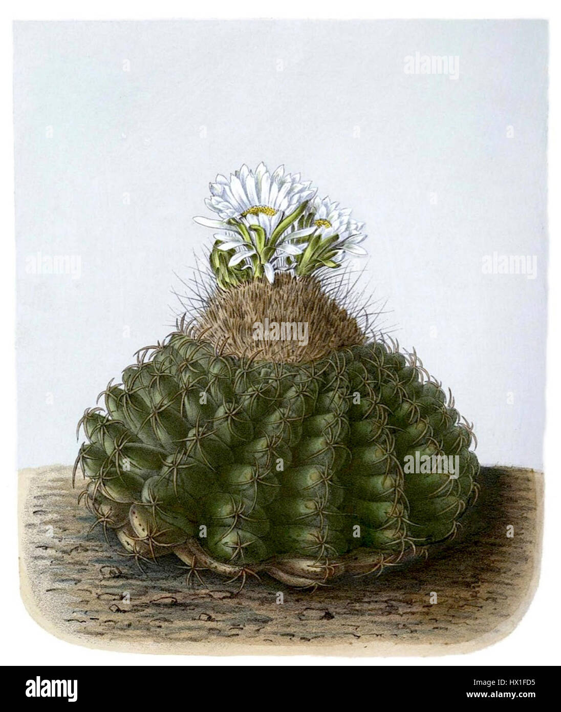 Discocactus hi-res stock photography and images - Alamy