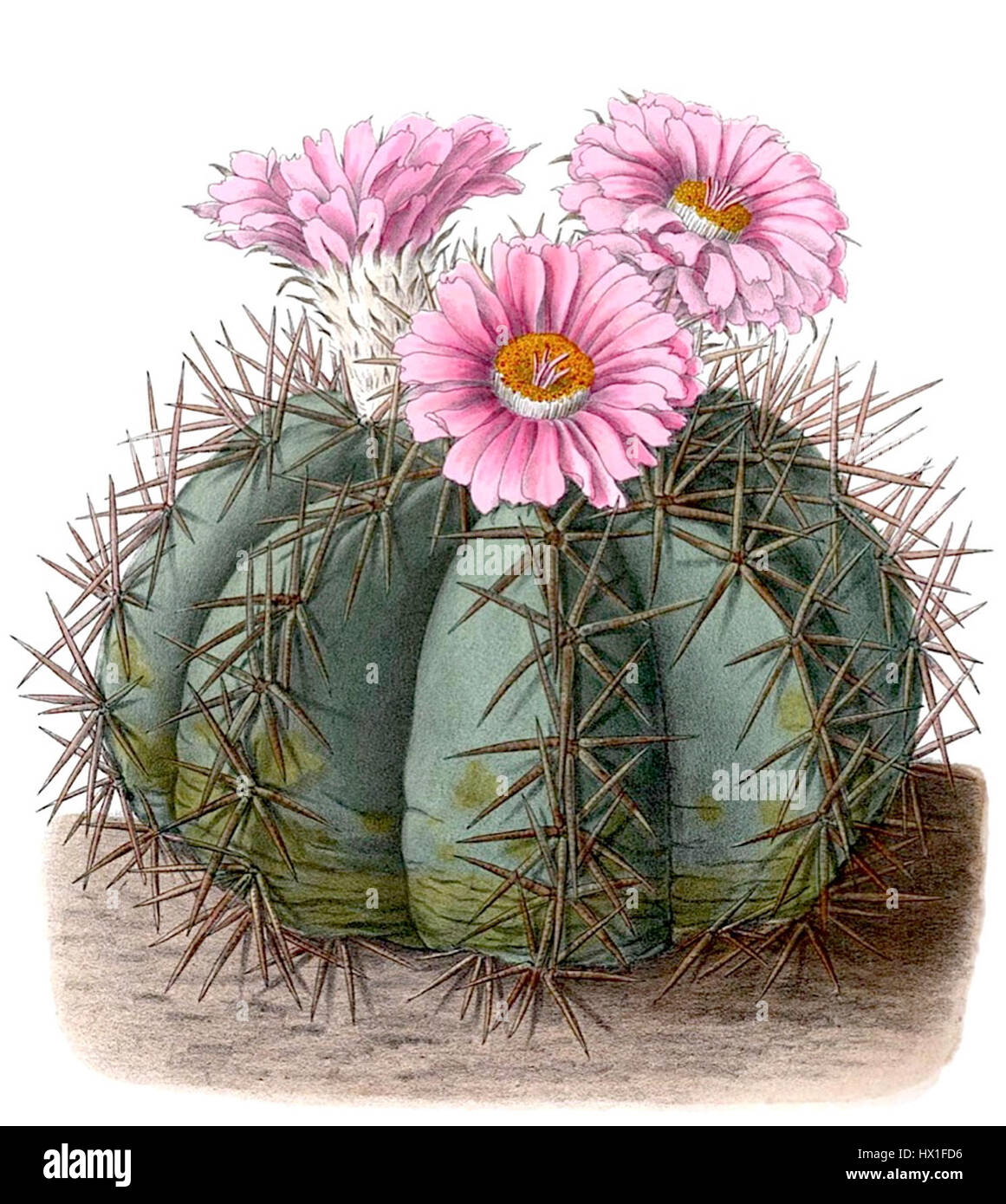 Echinocactus horizonthalonius, also known as the devil’s cactus, is a ...