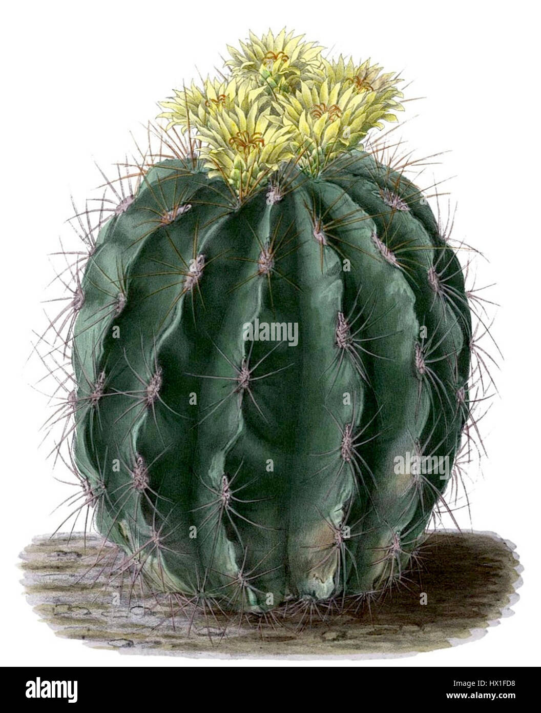 Ferocactus echidne is a species of cactus known for its spiny ...