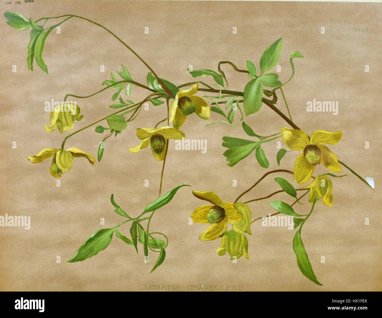 Clematis graveolens hi-res stock photography and images - Alamy
