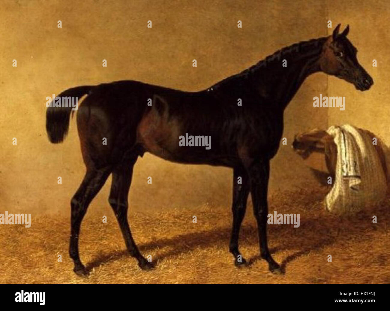 Comical rider hi-res stock photography and images - Alamy