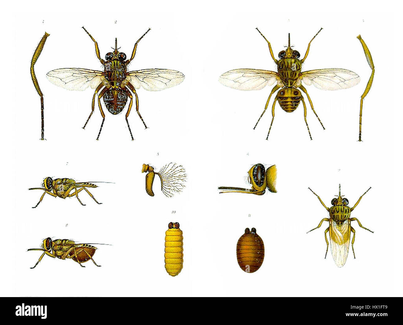 Glossina morsitans morsitans hi-res stock photography and images - Alamy