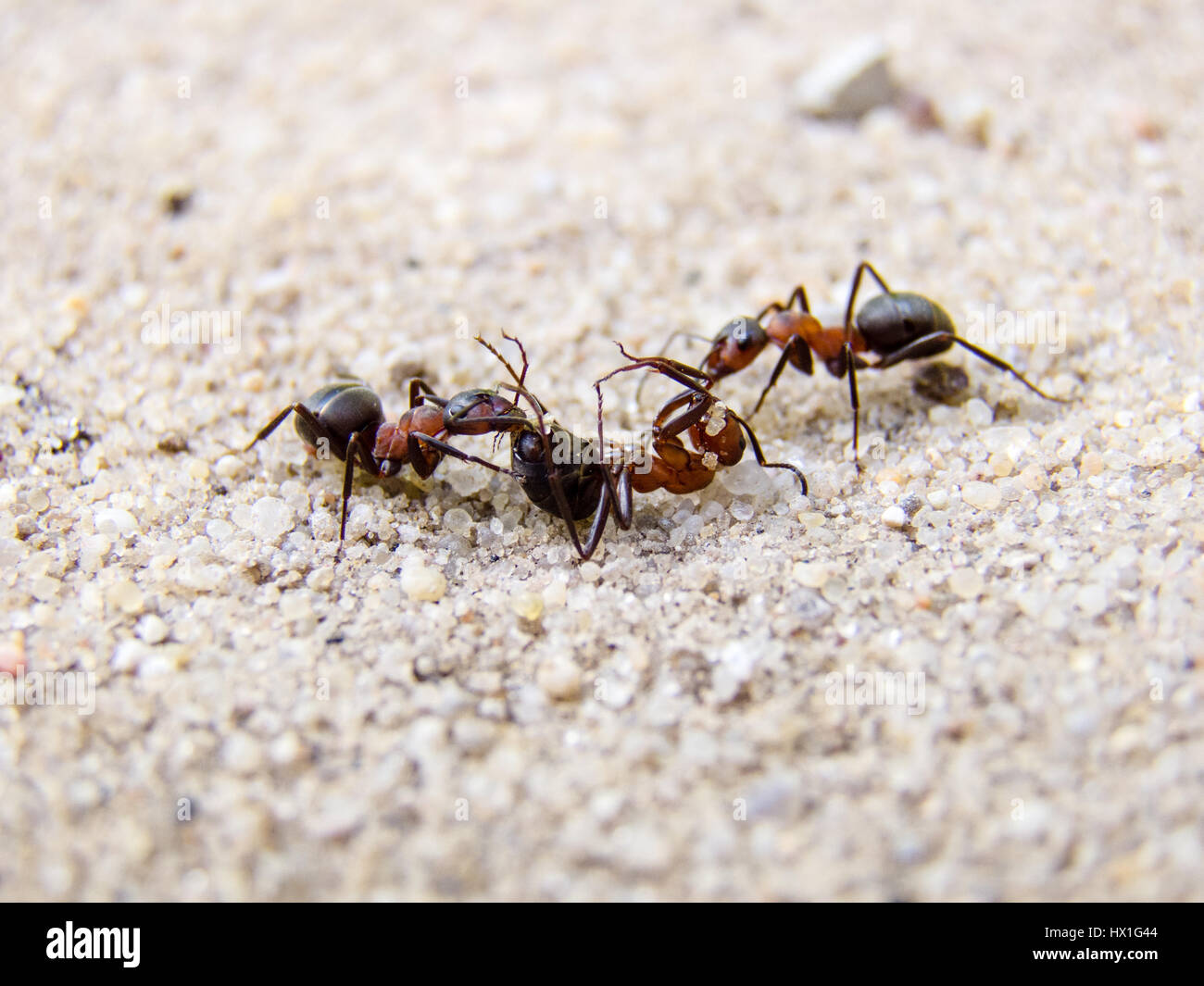 A photo of three ants fighting in the sand Stock Photo - Alamy
