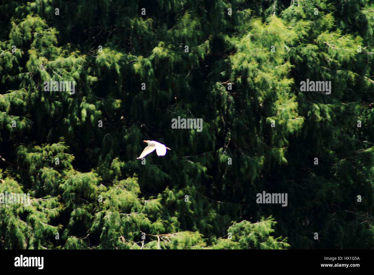 Bird In Flight, outdoors, in nature Stock Photo - Alamy