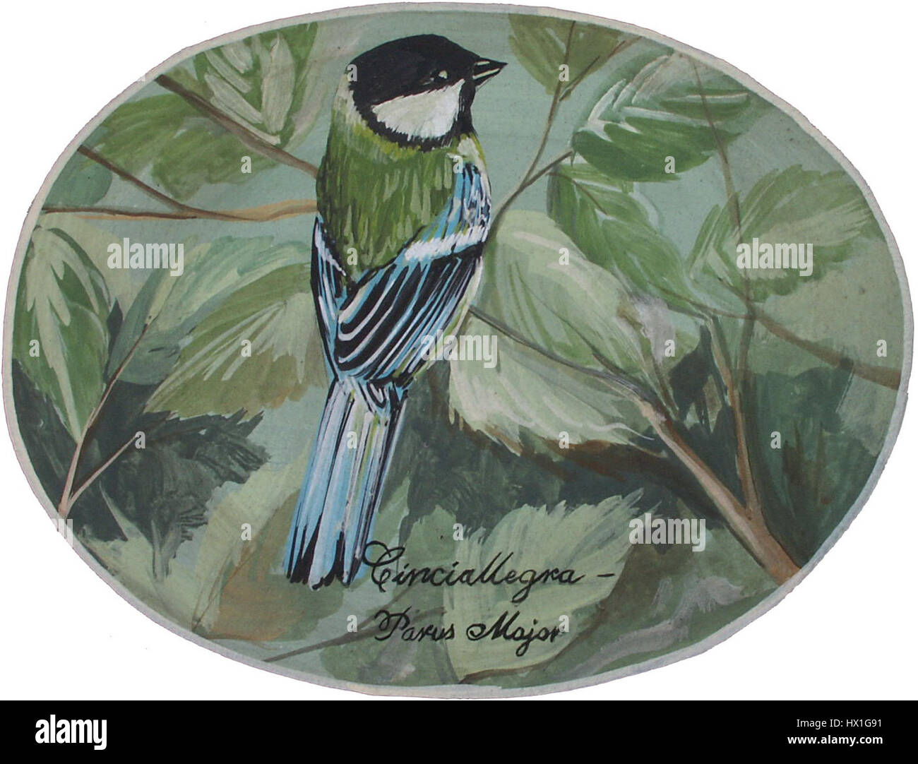 Parus major drawing hi-res stock photography and images - Alamy