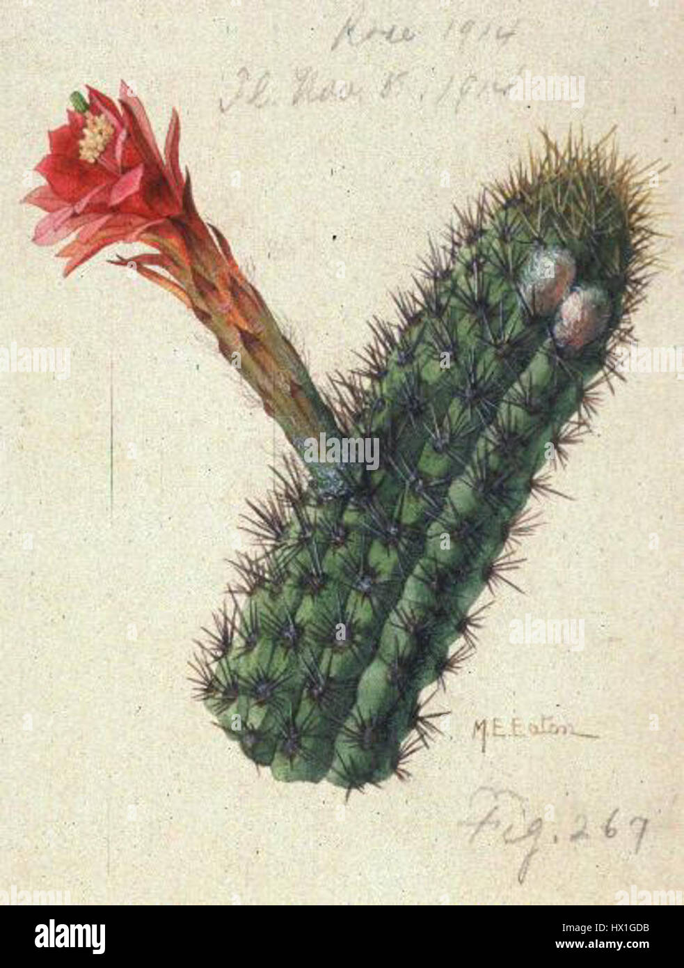 Cleistocactus acanthurus is a species of cactus native to South America ...
