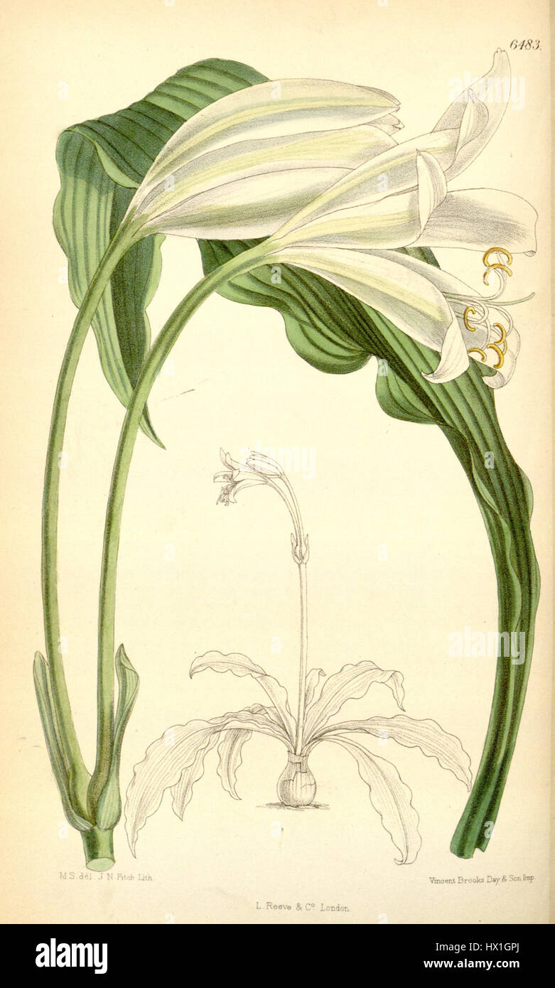 This botanical illustration shows Crinum jagus, once classified as ...