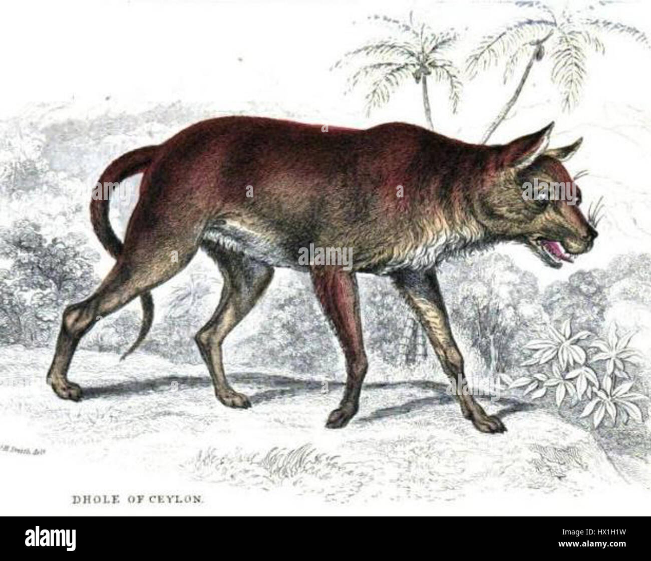 Dhole Pack Hunting