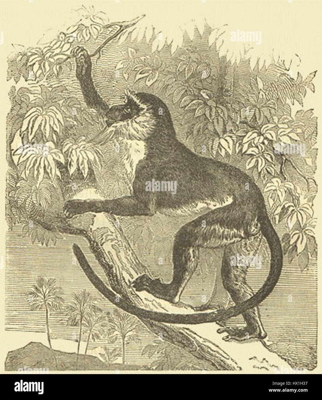 The Diana Monkey, scientifically named Cercopithecus diana, is a ...