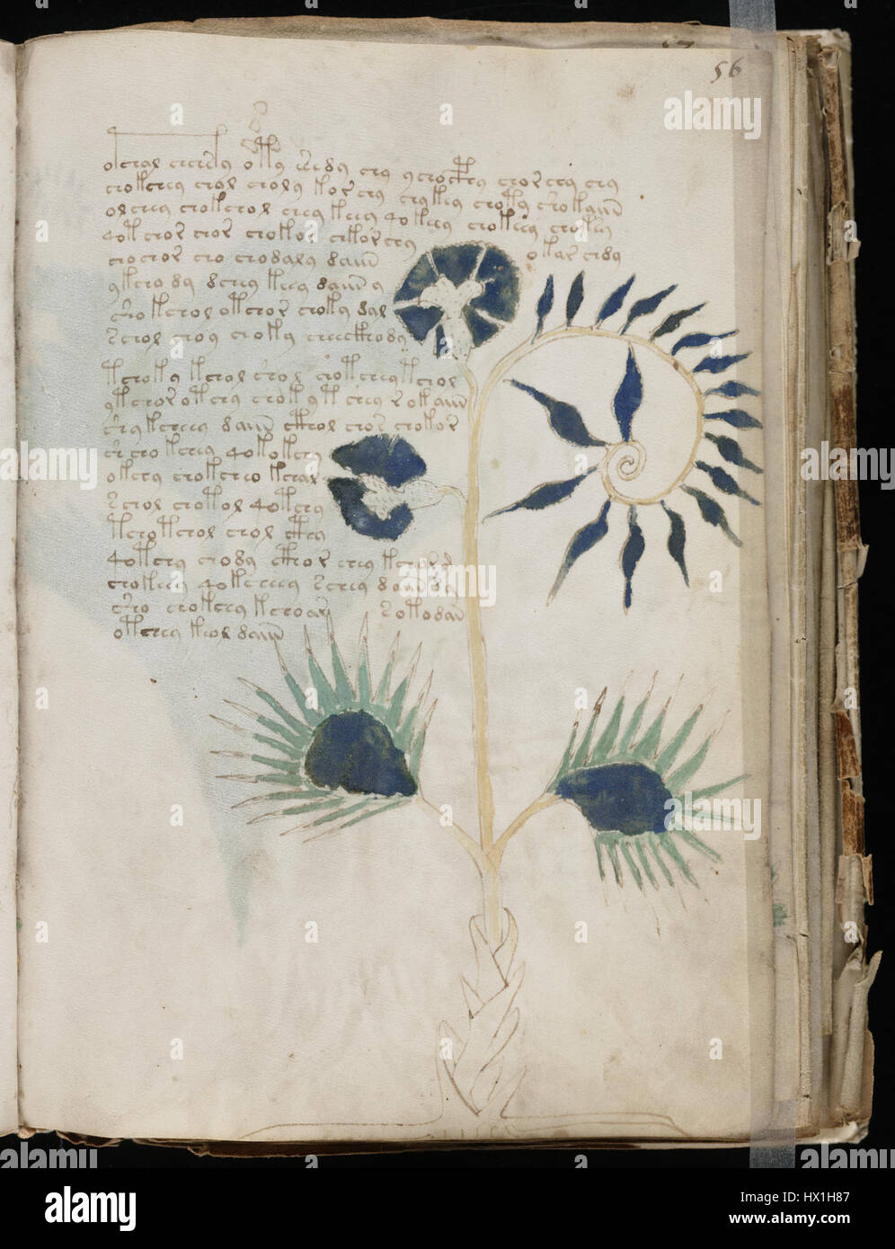 The Voynich Manuscript, Folio 56r, features mysterious plant ...