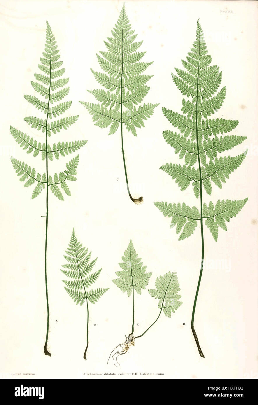 Drawing Of Dryopteris Dilatata High Resolution Stock Photography and ...