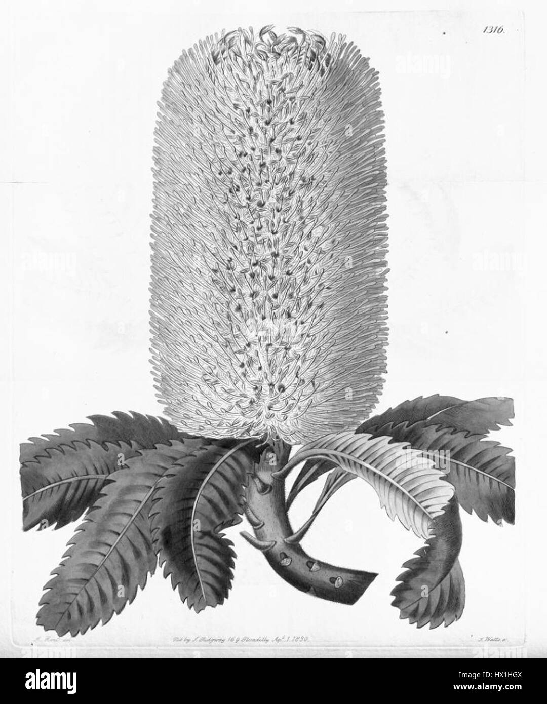 Unique flower structures Black and White Stock Photos & Images - Alamy