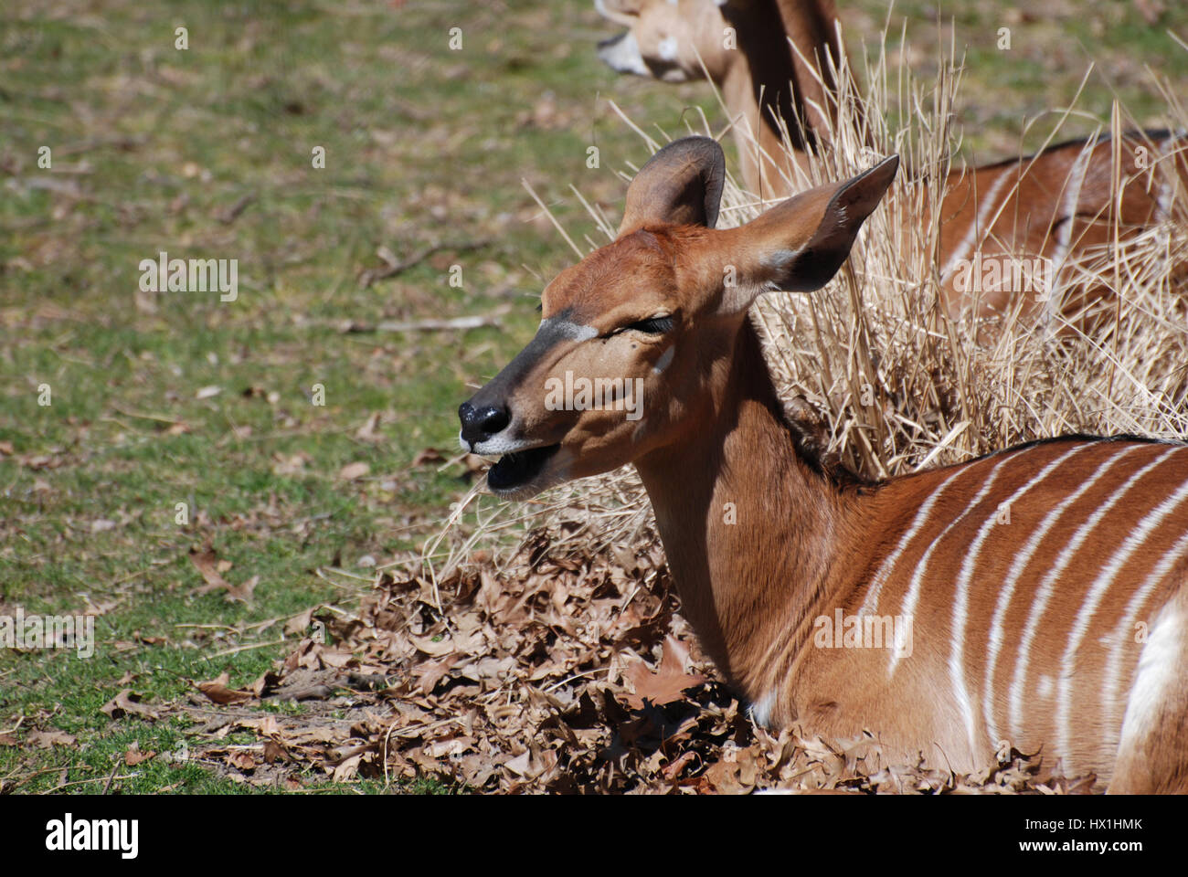 nyala, antelope, nyalas, animal; nature; wildlife; wild; bush, deer ...